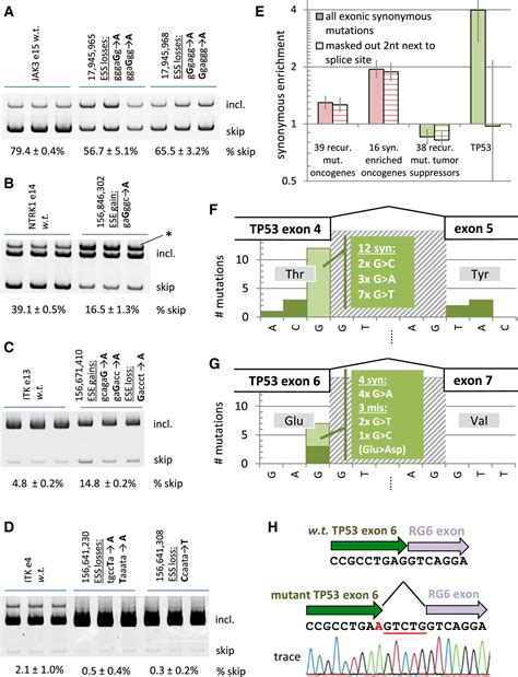Synonymous Mutations Frequently Act As Driver Mutations In Human