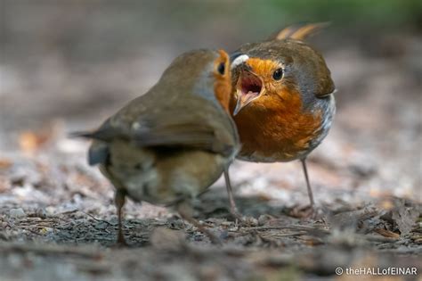 Female Robin