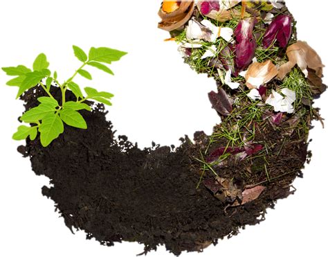Download Life Cycleof Soiland Compost