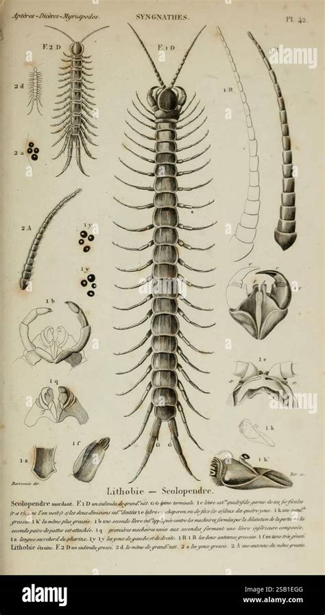 Histoire Naturelle Des Insectes Aptères Paris Librairie