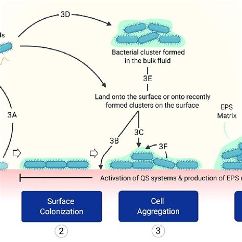Potential Routes For The Formation Of Microcolonies Microcolony Download Scientific Diagram