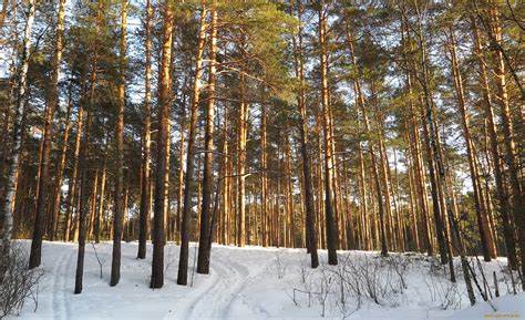 Обои Природа Зима обои для рабочего стола фотографии природа зима