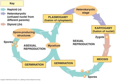 Fungal Life Cycle Life Cycles Fungi Biology