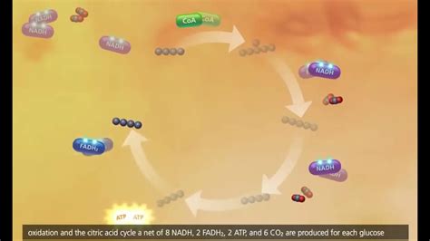 The Citric Acid Cycle Krebs Cycle 3d Animation Youtube