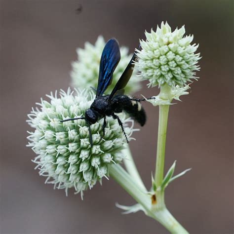 Scoliid Wasps Evelyn Jackson Wild Life Garden