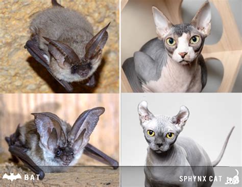 17 Kinds Of Cat That Look Like Other Animals Hubpages