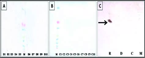 311 Western Blot Analysis For Cross Reactivity With Monoclonal