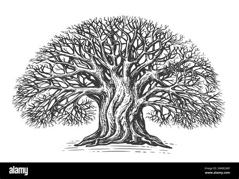 Branched Tree Without Leaves Sketch Large Oak In Vintage Engraving