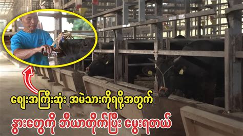 ဈေးအကြီးဆုံး အမဲသား‌ကိုရဖို့အတွက် နွားတွေကို ဘီယာတိုက်ပြီး မွေးရတယ်… Youtube