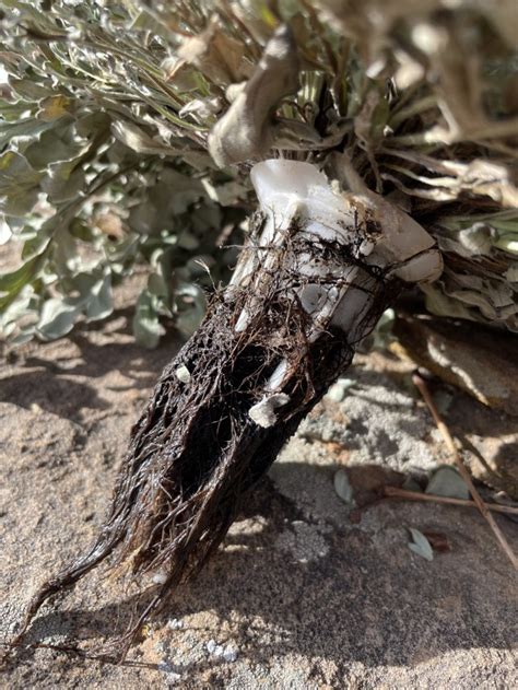 Root Rot In Hydroponics How To Identify Prevent And Treat