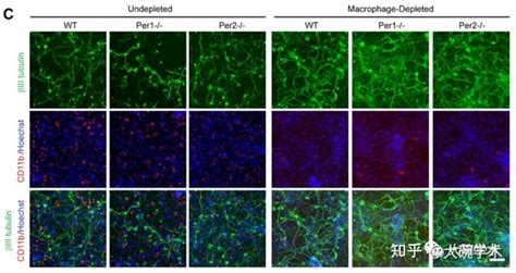 新发现！昼夜节律因子per1可通过抑制巨噬细胞的炎症信号促进细胞重编程 知乎