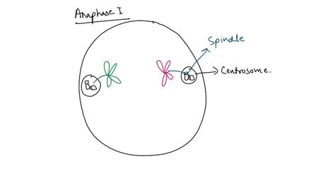 Solved 12 Diagram What Happens When Chromosomes Line Up On The Metaphase Plate In A Mitosis