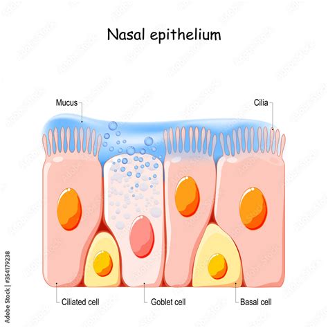 Nasal Mucosa Cells Nasal Secretions Ciliated Basal And Goblet Cells