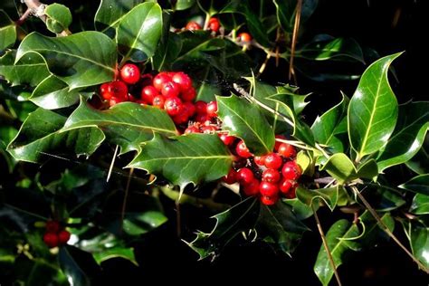 How To Grow Holly At Home In 10 Easy Steps Complete Guide With Video