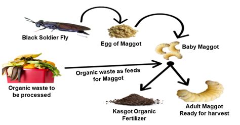 Maggots Life Cycle