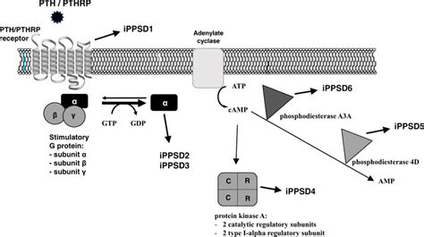 The Pthpthrp Signaling Pathway And Associated Ippsd Diseases The
