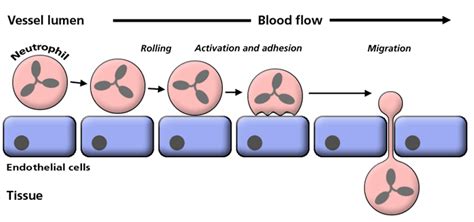Leukocyte Extravasation Steps