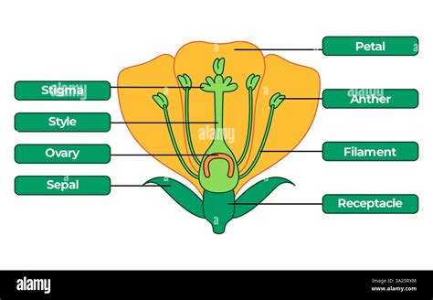 Flower Anatomy Parts Science Biology Education Floral Structure
