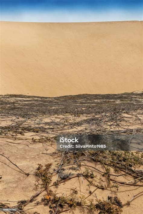 나 미 베 사막 식물으로 언덕의 사진 아프리카입니다 앙골라 가득 찬에 대한 스톡 사진 및 기타 이미지 가득 찬 감정 건조 기후 Istock