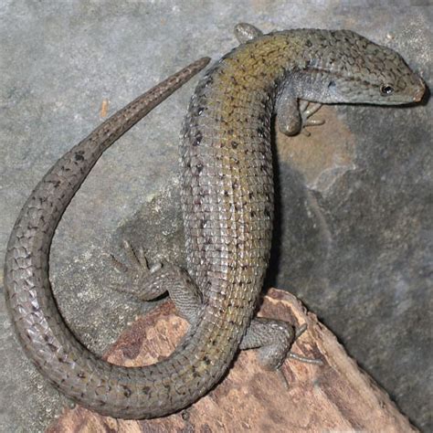 Northern Alligator Lizard Facts And Pictures