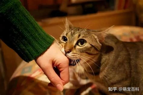 经常打猫咪，会有这些后果！ 知乎