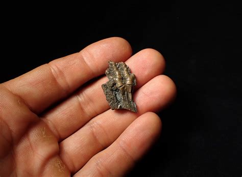 Detailed Crinoid Head Fossil 32 Mm Jurassic Coast Fossils