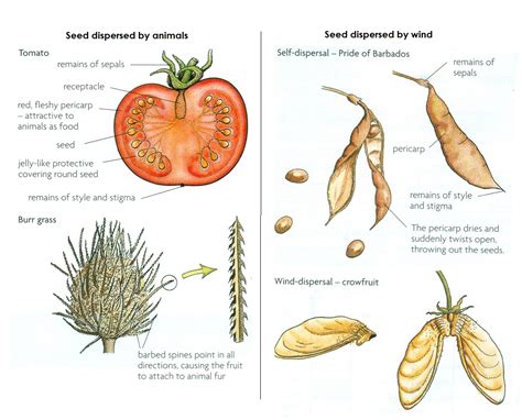 110 Seed Dispersal Biology Notes For Igcse 2014 Seed Dispersal