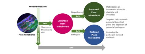 A Model For Plant Microbiome Responses To Microbial Inoculants Download Scientific Diagram