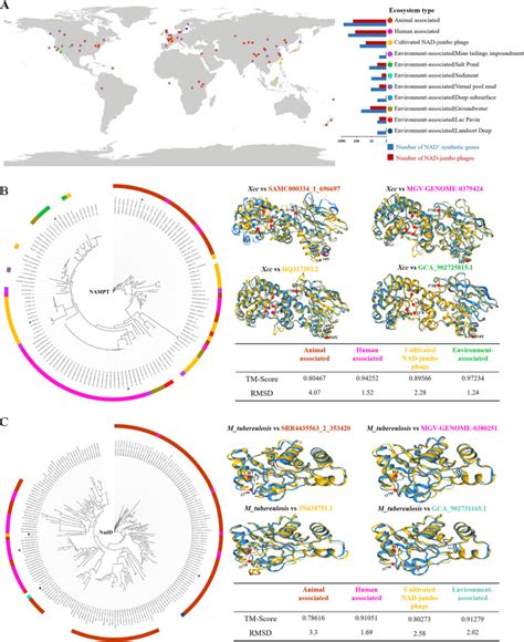 Gastrointestinal Jumbo Phages Possess Independent Synthesis And Utilization Systems Of Nad Pmc