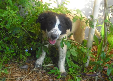 Butterbean The Border Collie Puppy ~ Adopted The Dog Liberator™