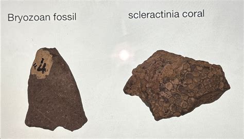 Solved 1 ﻿you Do Have A Bryozoan Species In Your Fossil