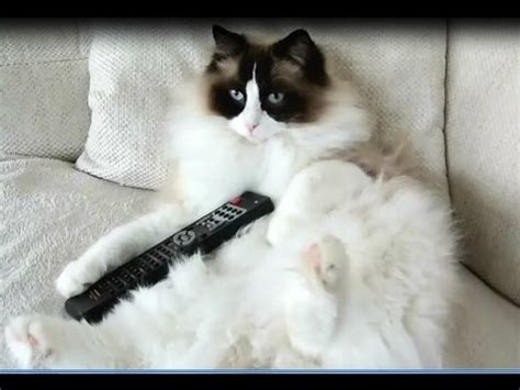 Timo The Cat And His Relaxing Lifestyle Check Out Tumbex