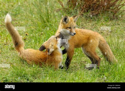 Tamed Fox Babies