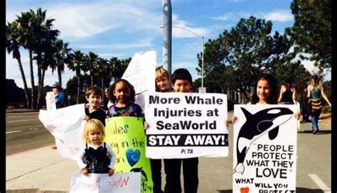 Photos Dont Lie Seaworld Has Been Ignoring Protests For Nearly 50