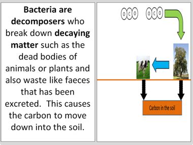 Topic B7 Ecology AQA Trilogy GCSE Combined Science Teaching Resources