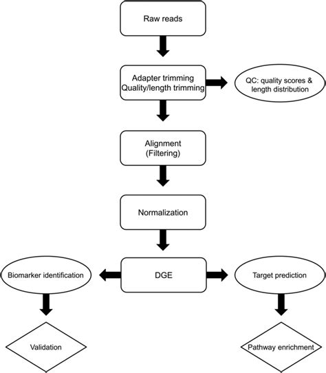 An Overview Of The Small RNA Seq Data Analysis Workflow Download Scientific Diagram