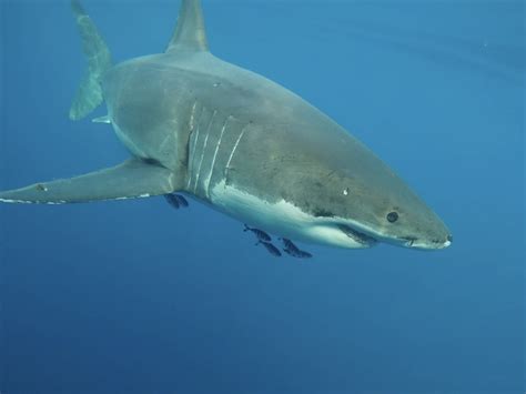 Great White Shark Carcharodon Carcharias Marine Life Identification