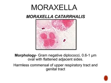 Neisseria And Moraxellapptx