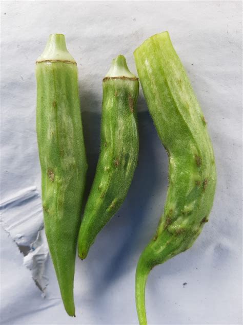 Fact Sheet Okra Bumps And Distortions 432