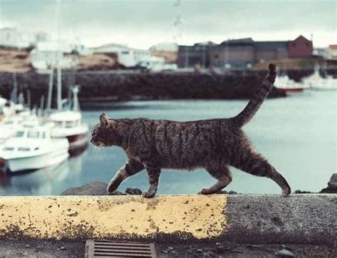 Conditional Reasoning On The Lsat Lsathacks