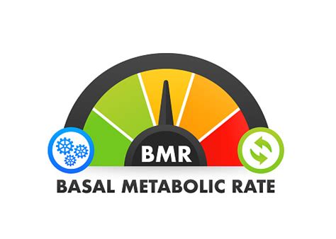 Bmr Basal Metabolic Rate Acronym Medical Concept Backgroundmetabolism