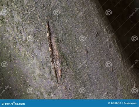 Scar Stock Photo Image Of Closeup Tree Natural Park 44304492