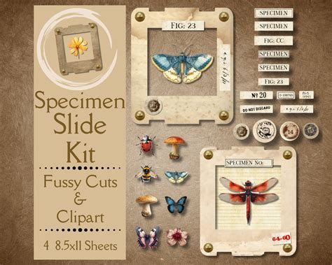Insect Specimen Slide Kit For Junk Journals Digital Paper Of Plant