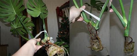 Цветы монстеры – уход и размножение в домашних условиях, как пересадить ...