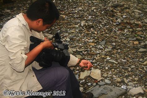 Flickriver Kevin Messengers Photos Tagged With Pseudoxenodon