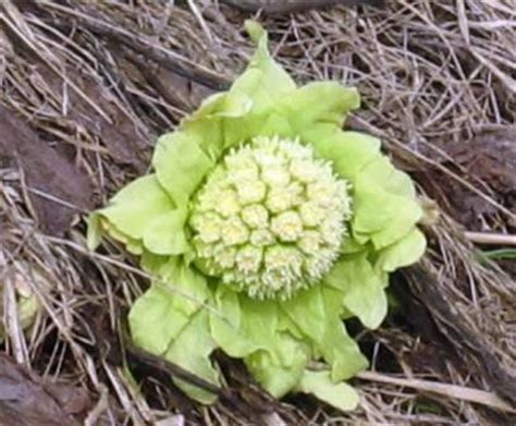 個別ふきのとう秋田蕗の写真画像 日本の山野草 花 ときどき風景
