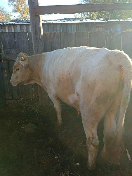 Продам на мясо бычка 1 7год возможно торг Объявления г Свободный ВКонтакте