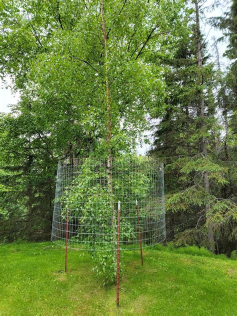 Wire Mesh To Protect Tree From Moose Stock Photo Image Of Evergreen