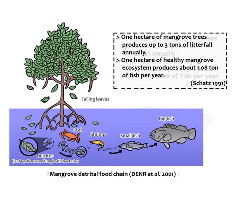 Mangrove Ecosystem Food Web