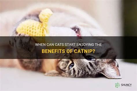 When Can Cats Start Enjoying The Benefits Of Catnip ShunCy